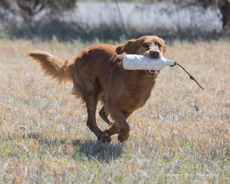 Copper - Snowy Ridge Golden Retriever Michigan Puppies Breeder
