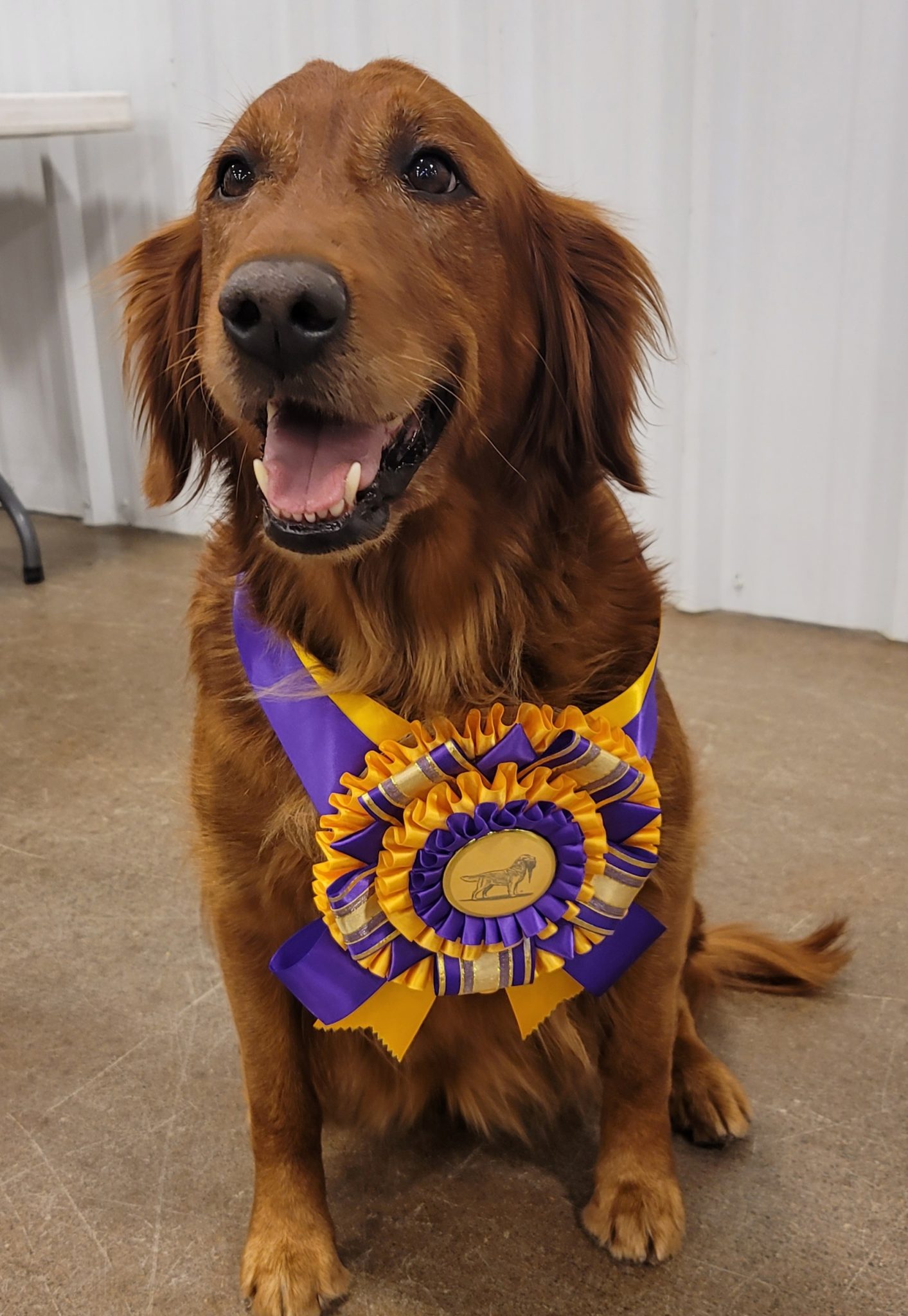 Michigan Golden Retriever Puppies Agility Dock Diving Hunting Pet
